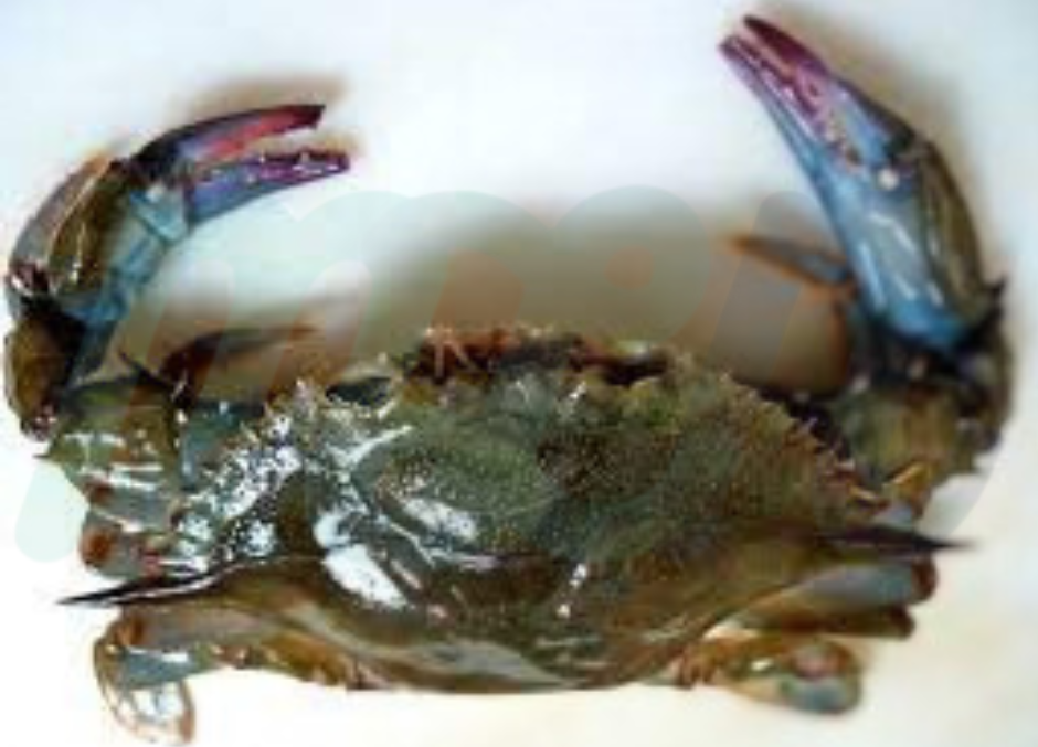 Soft Shell Crabs Inaexport